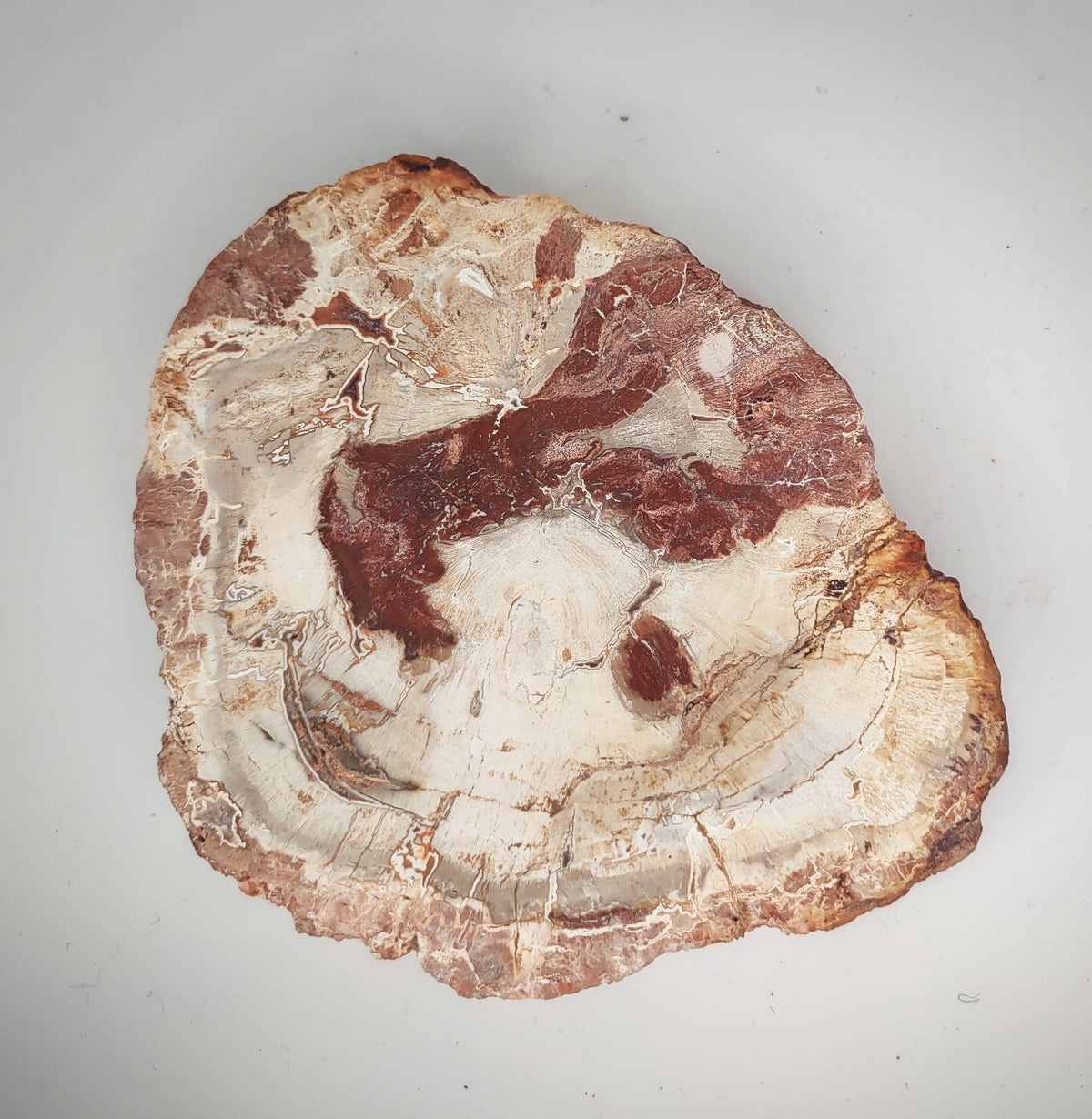 Petrified Wood Slab (G) - 4" — The Headspace