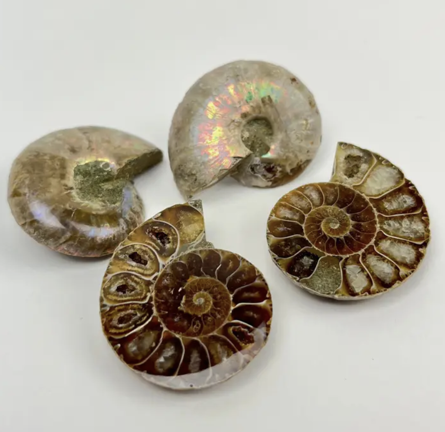 Ammonite Fossil - Small — The Headspace